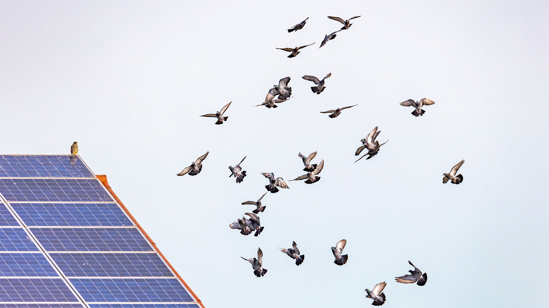 Making Your Solar Panel Setup Bird-Proof | Harvest Sun Solar